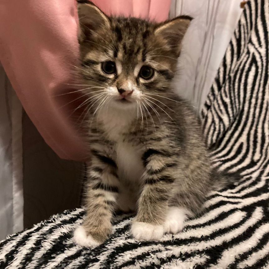 Котенок мальчик 1,5 мес