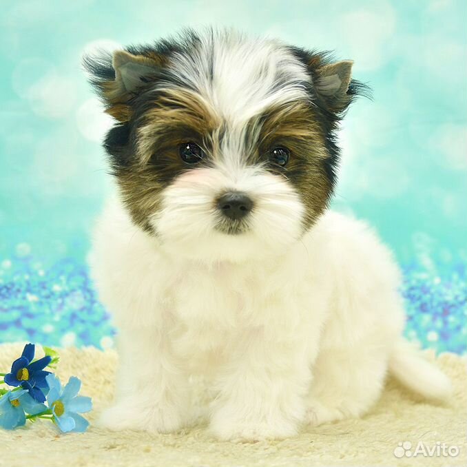 Бивер девочка, нежная малышка