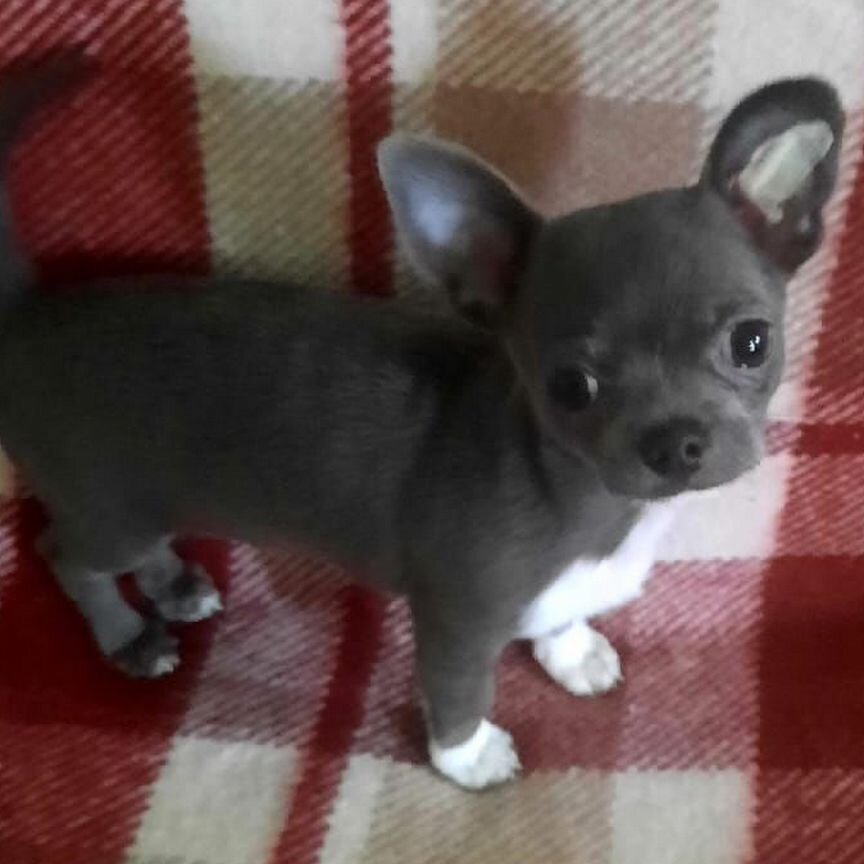 Чихуахуа, щенок