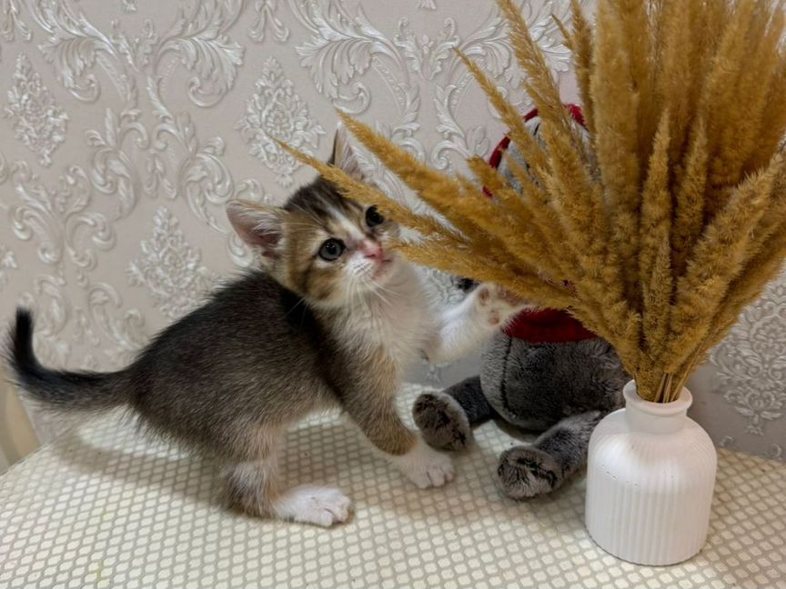 Кошка