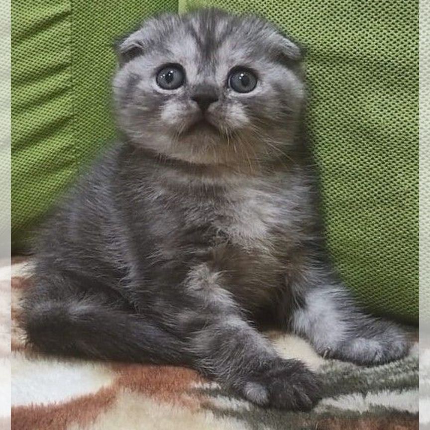 Шотландский вислоухий короткошёрстный котёнок