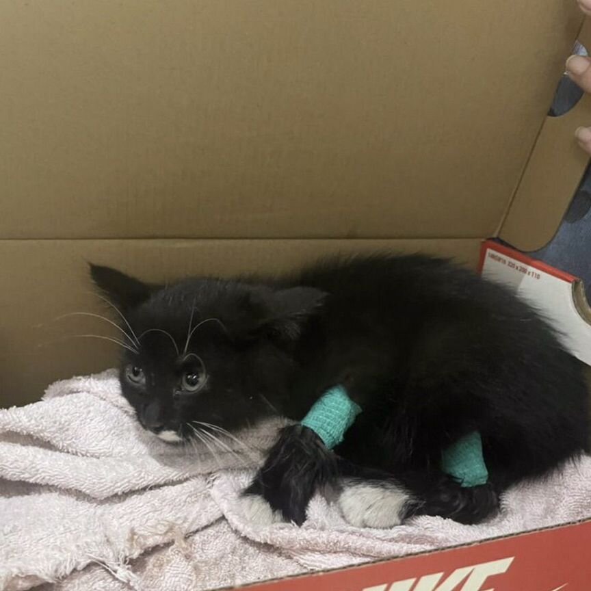 Котенок ищет дом