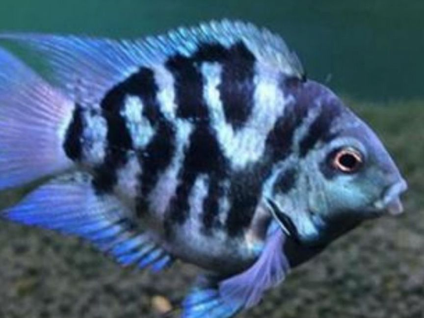 Рыба попугайчик девочка