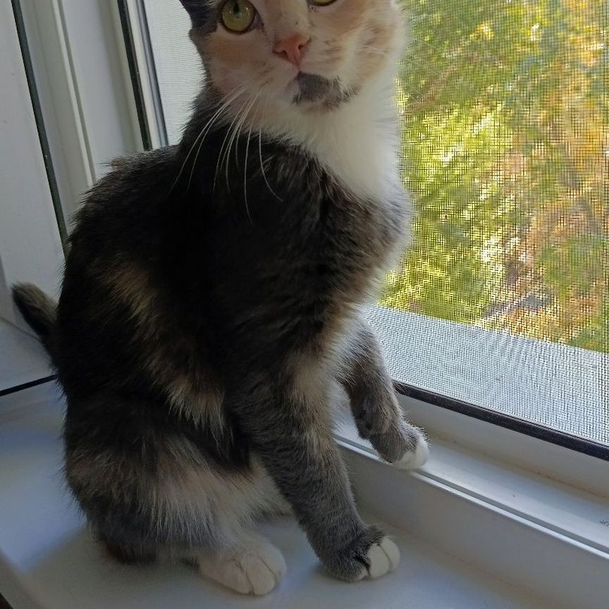 Кошки в добрые руки