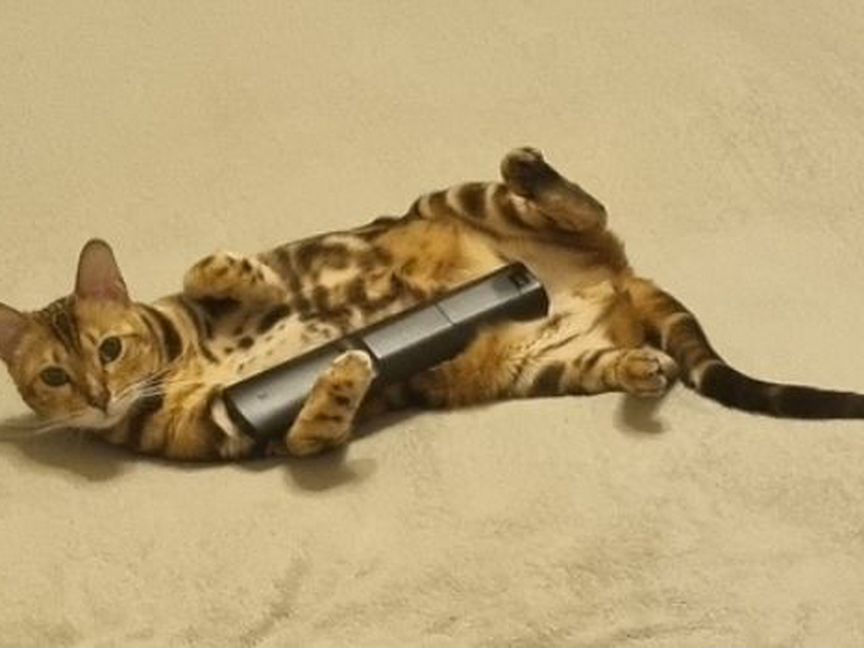 Отдам Кошку (бенгал) в добрые руки