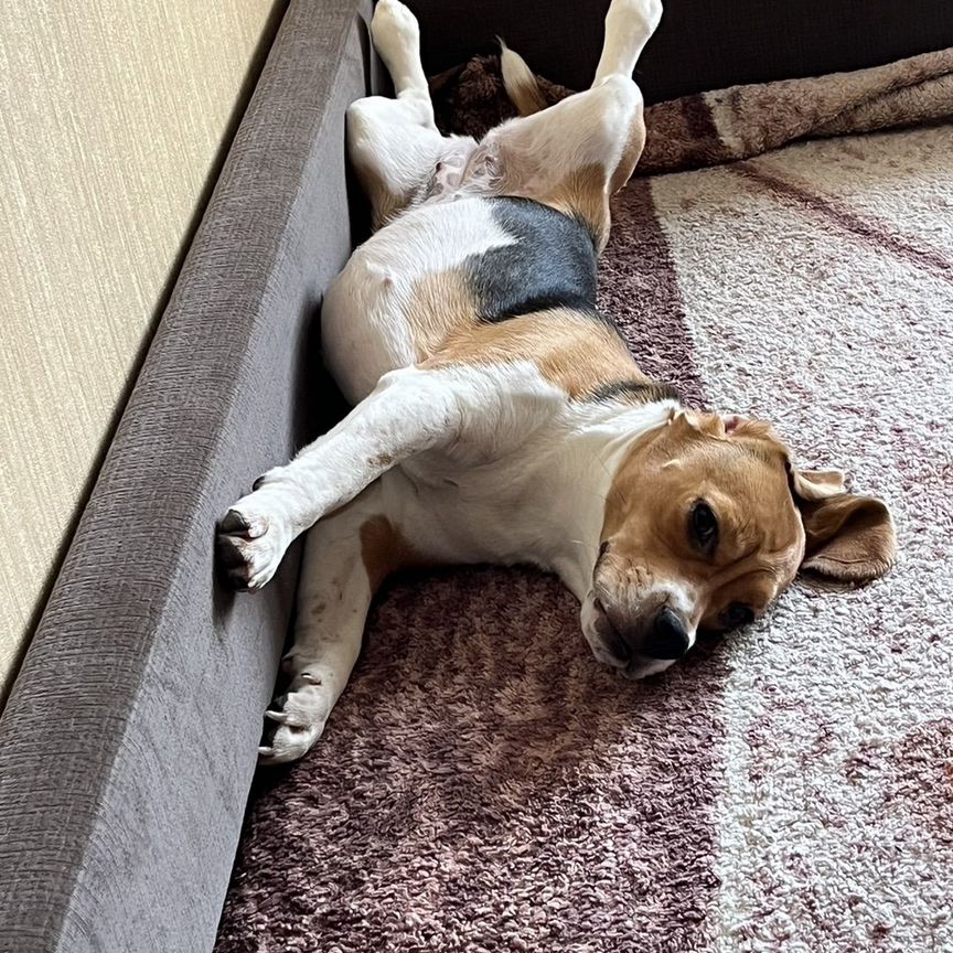 Отдам бигля