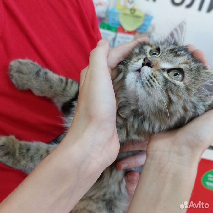 Котенка выбросили на улицу умирать