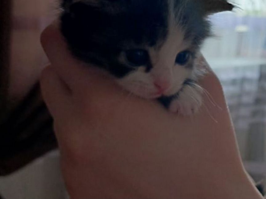 Котята