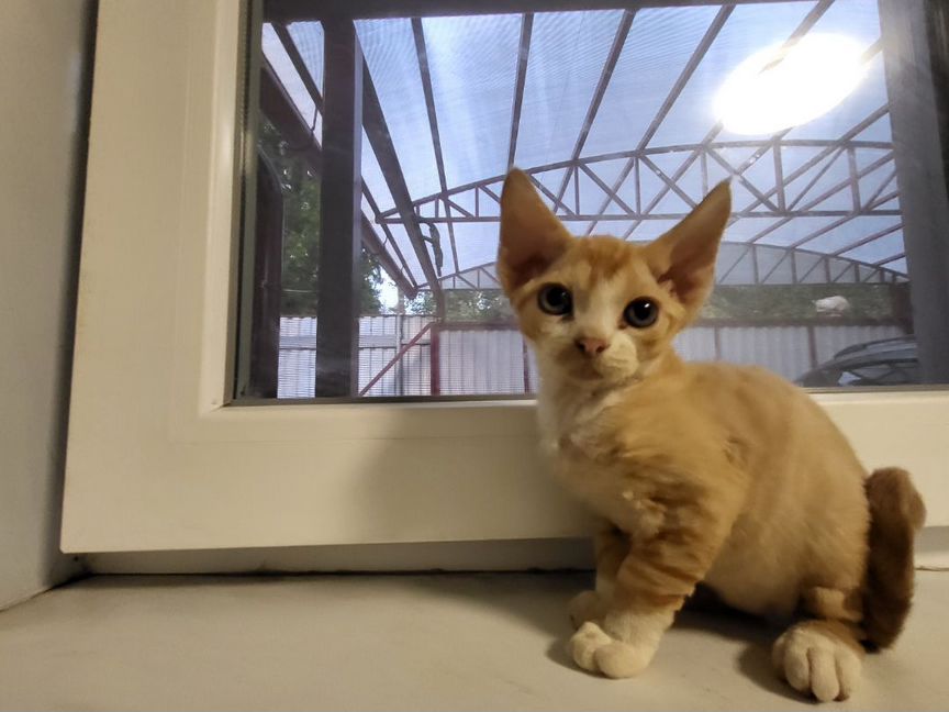 Котята девон рекс