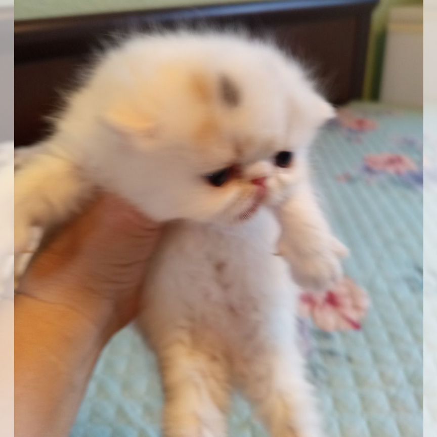 Экзотический короткошёрстный котёнок