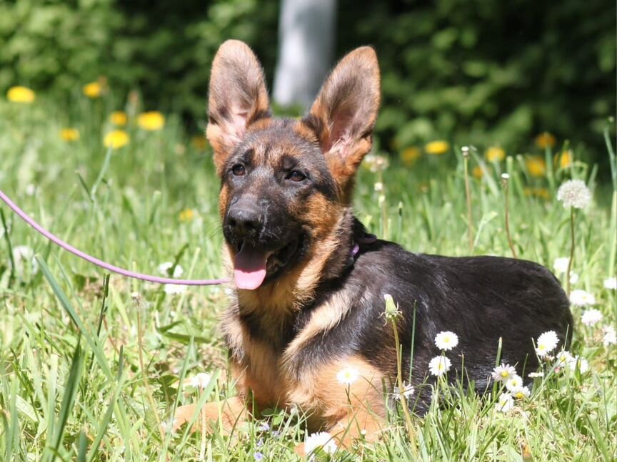 Немецкая овчарка щенок девочка