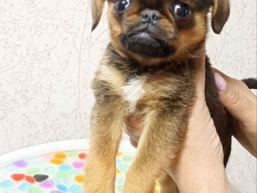 Пти брабансон