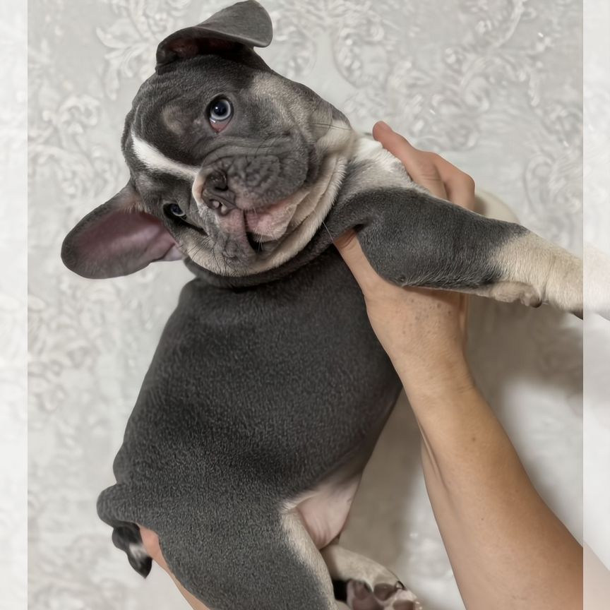 Французский бульдог, щенок