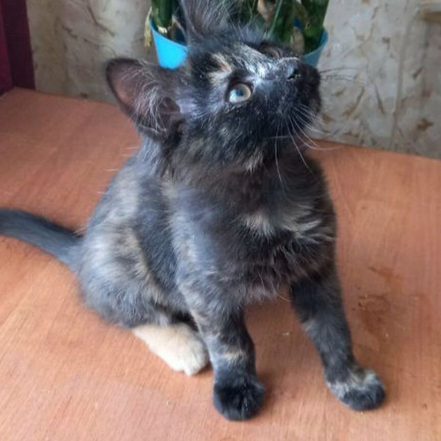 Лапка 2.5 месяца ищет дом