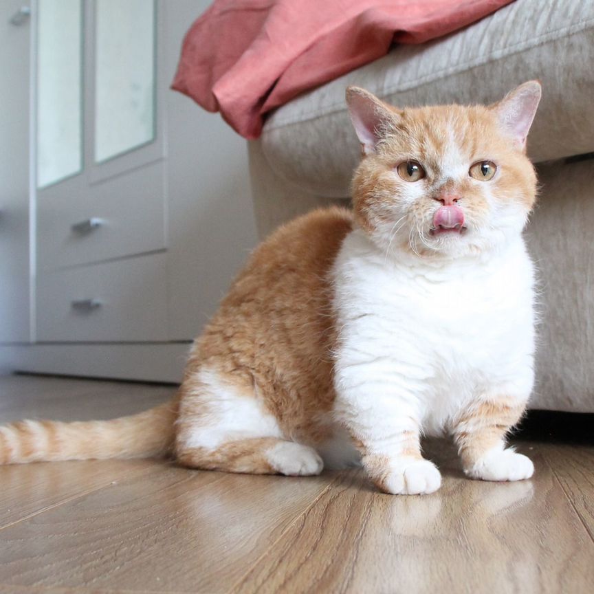 Не котенок - кот Марк