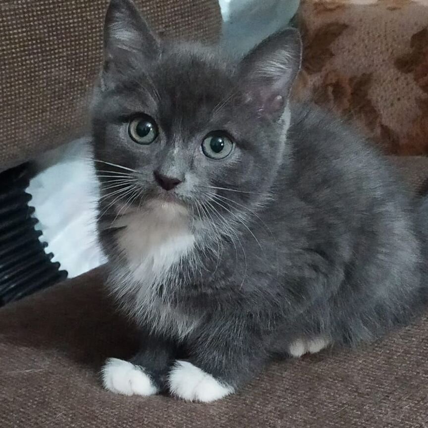 Котенок мальчик