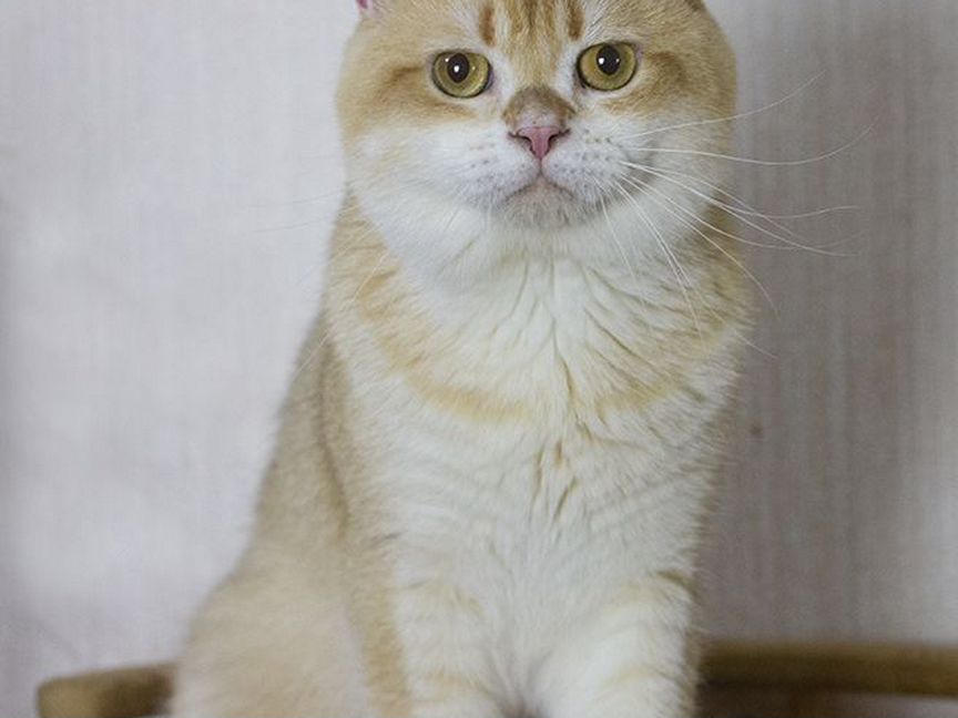 Британский котик