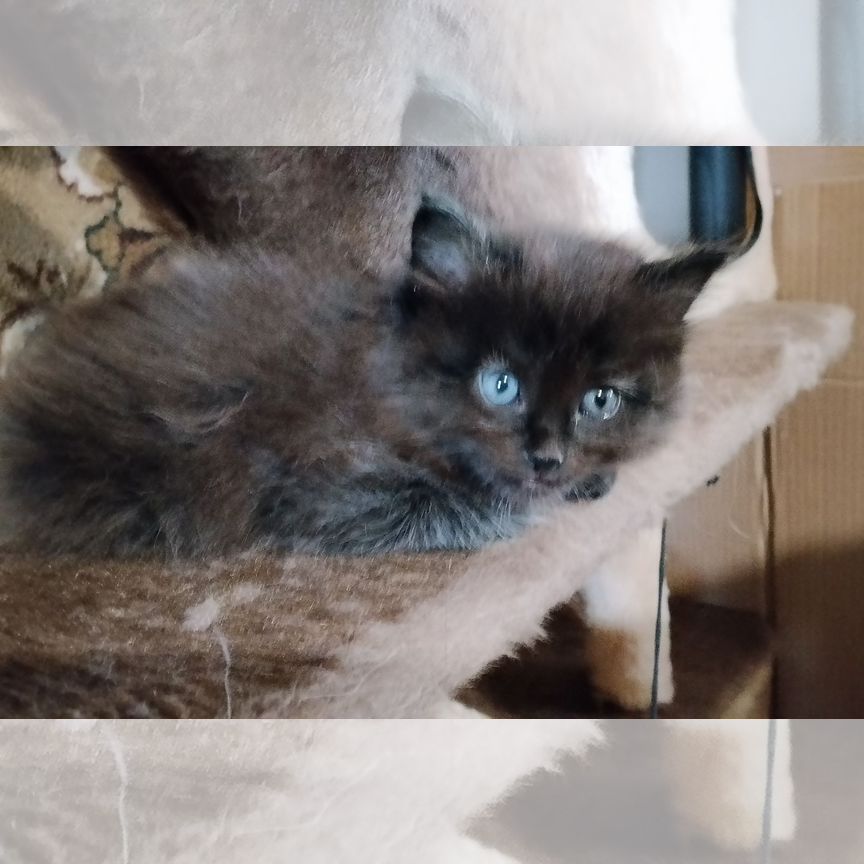 Турецкая ангора котёнок