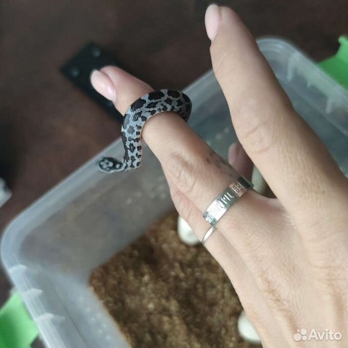 Малыши маисового полоза