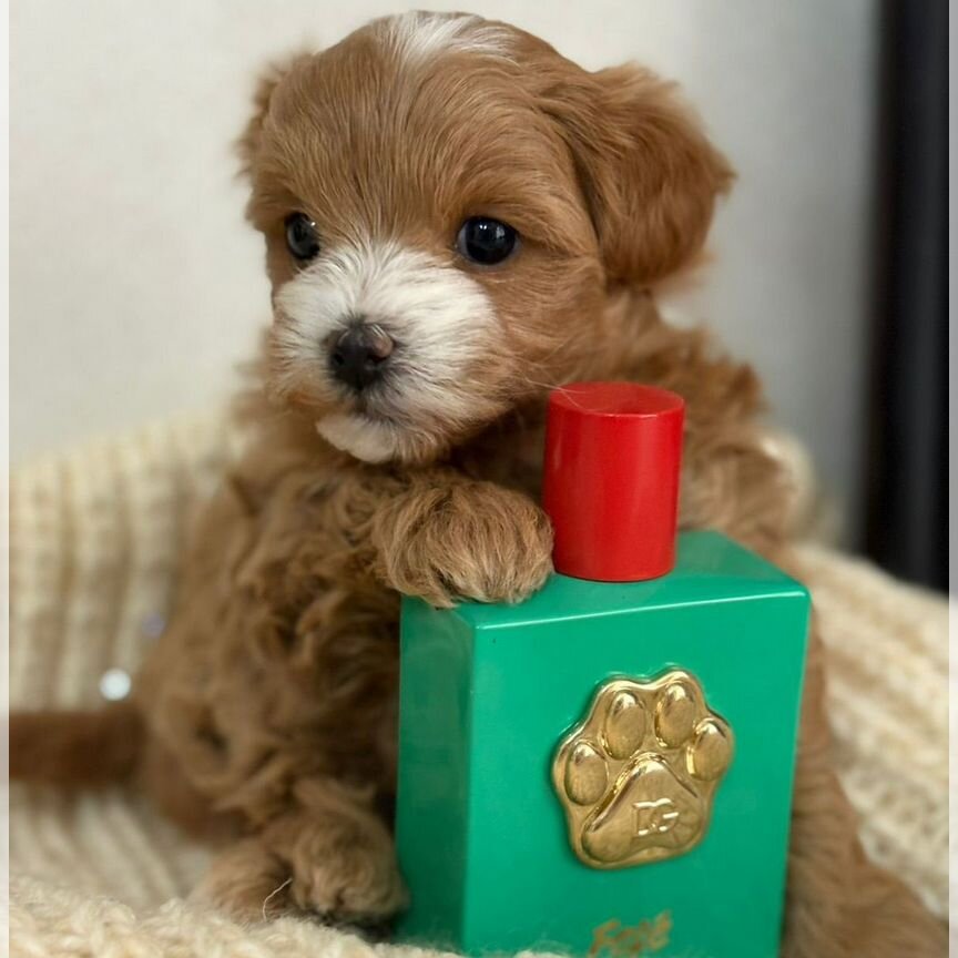 Мальтипу, щенок