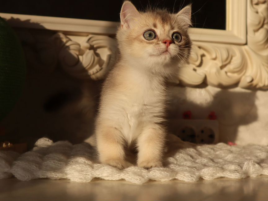 Британские котята, голубая шиншилла,мальчик