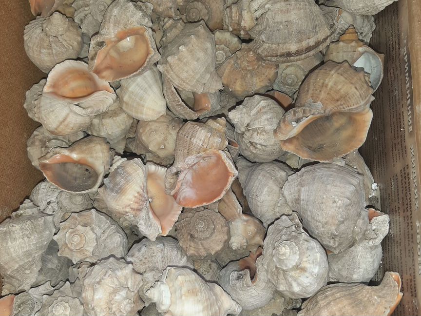 Ракушка рапана