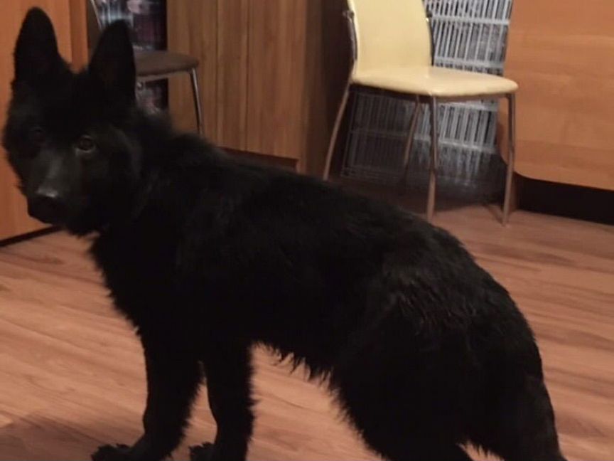 Черные немца от чемпиона