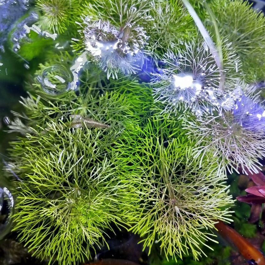 Аквариумные растения