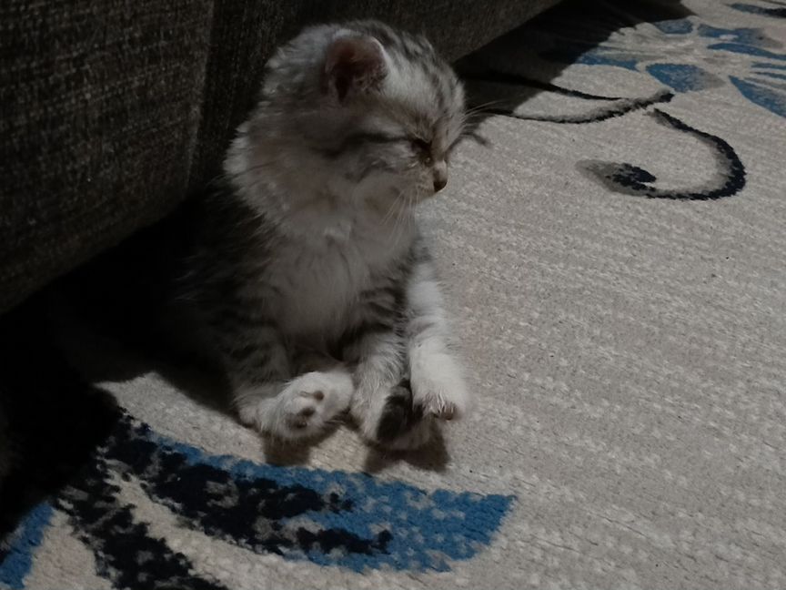 Котенок в дар бесплатно