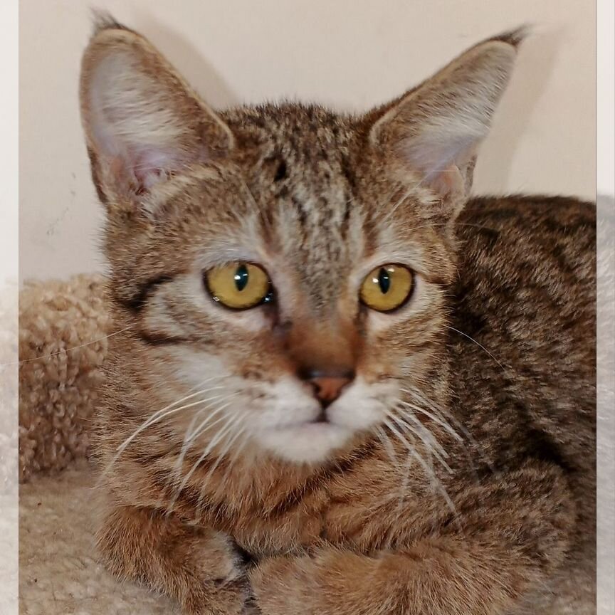Пиксибоб котик