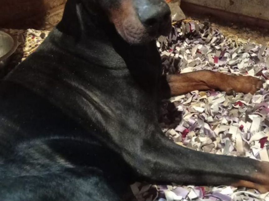 Доберман в добрые руки