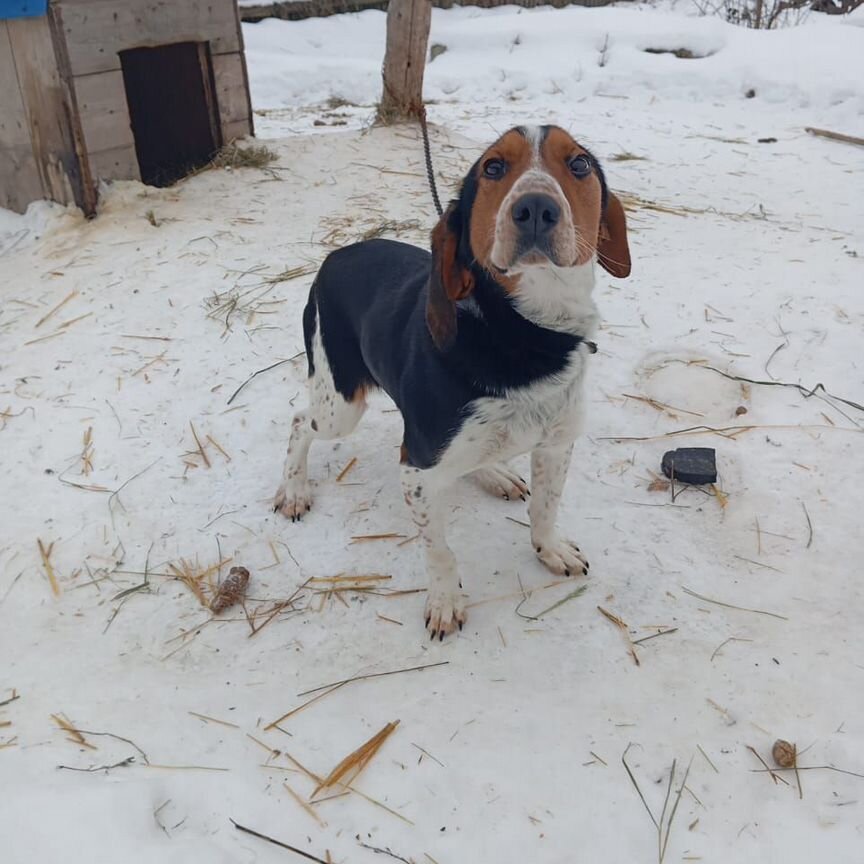 Эстонская гончая