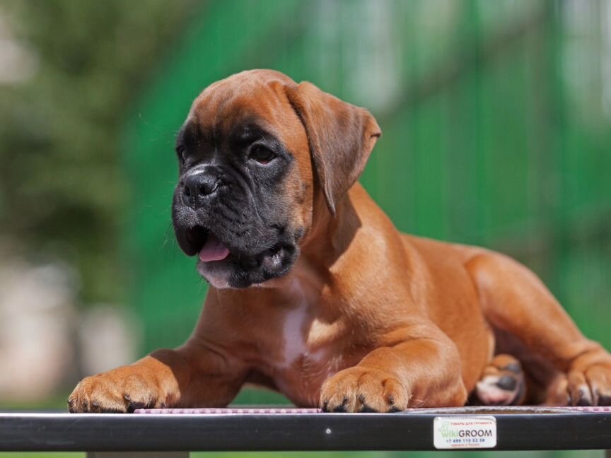 Щенки немецкого боксера