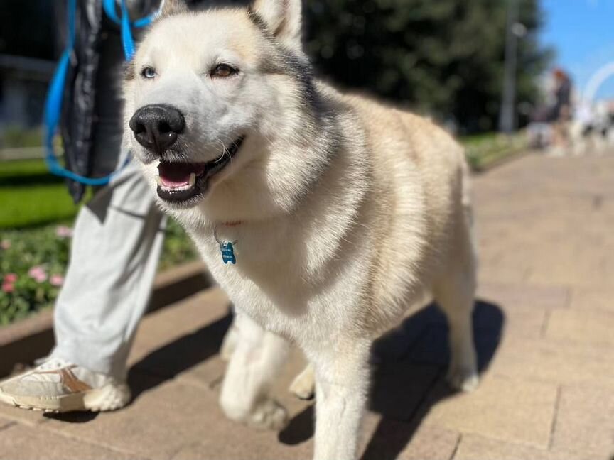 Хаски в добрые руки