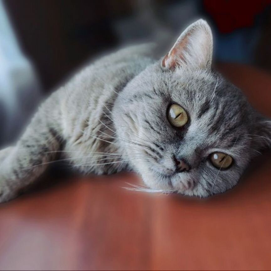 Шотландец для души и дивана