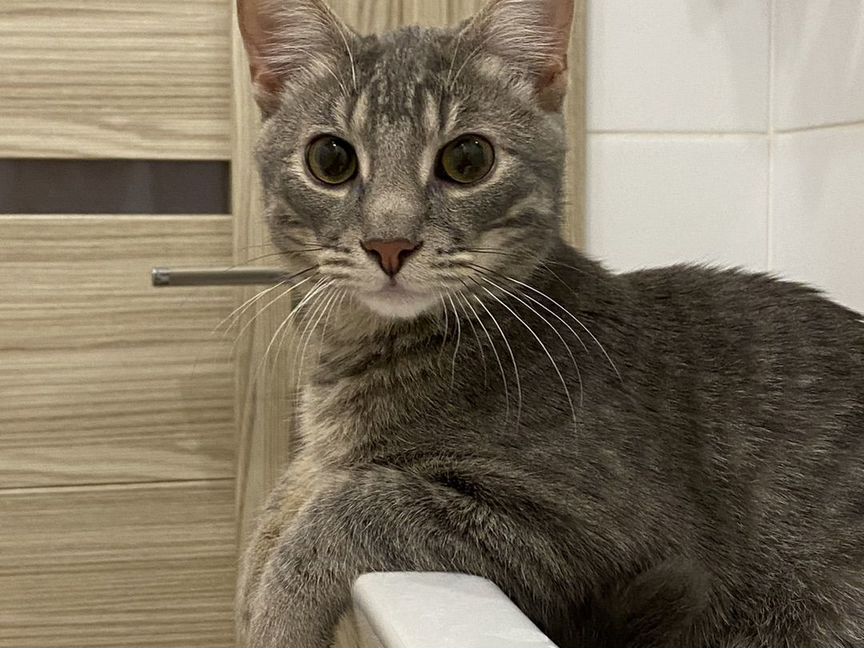 Ищем кошку для вязки