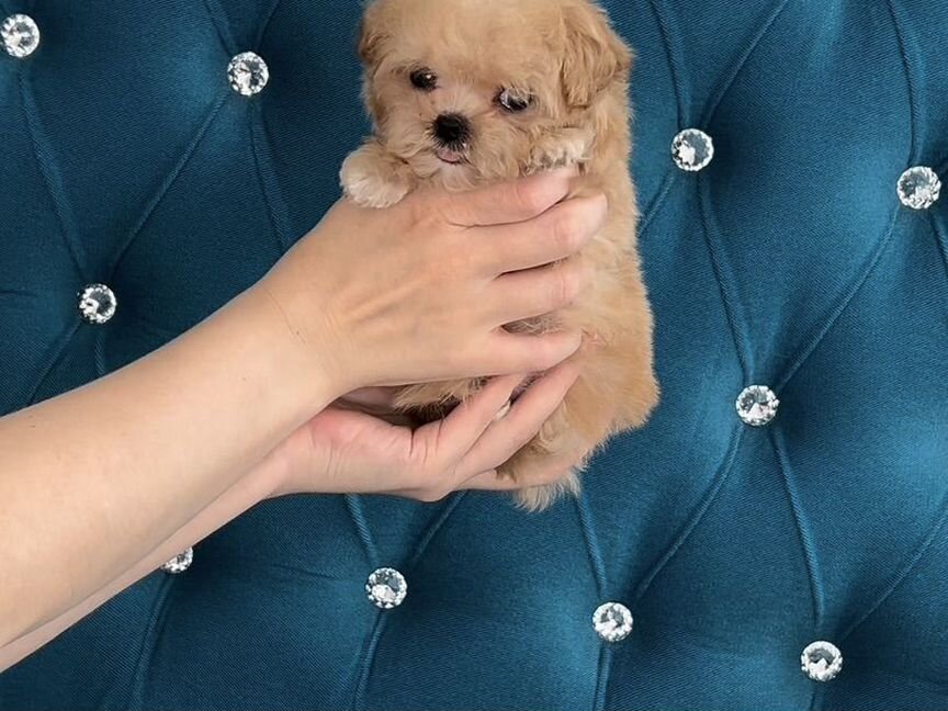 Мальтипу микро Корея & Китай