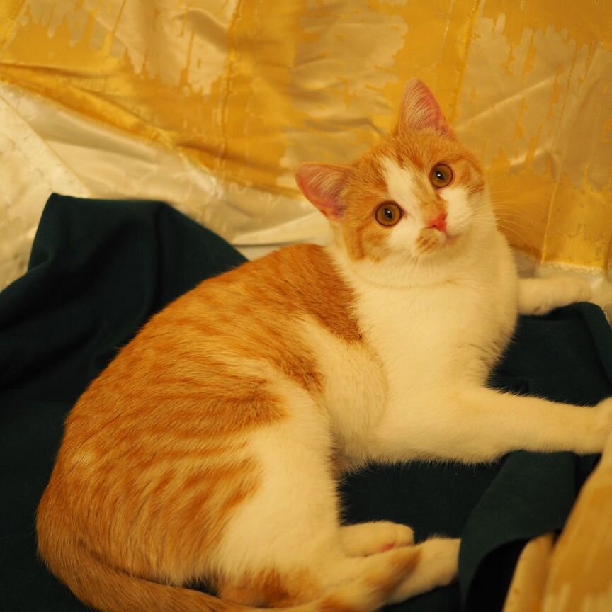 Стерилизованная Ириска с янтарными глазами в дар