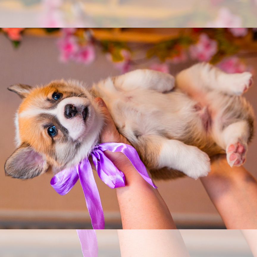 Вельш Корги Пемброк, щенок