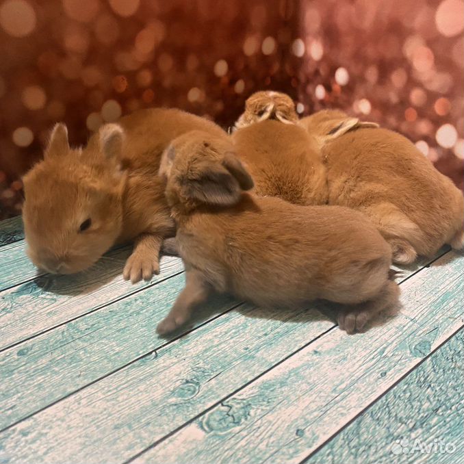 Мини крольчата рекс