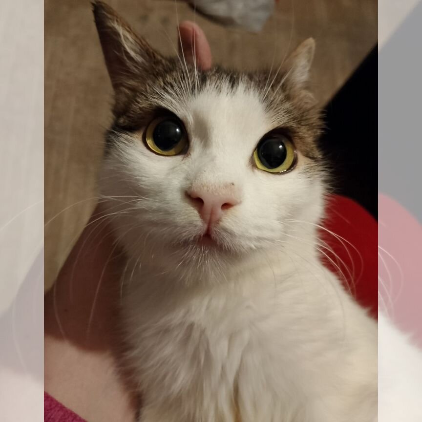 Взрослый кот в добрые руки