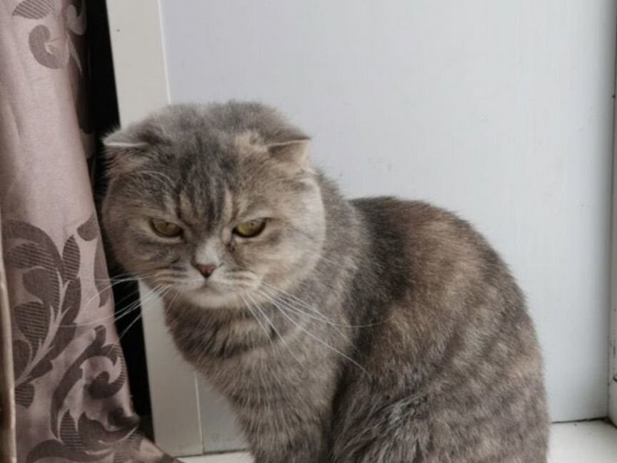 Шотландская вислоухая кошка бесплатно