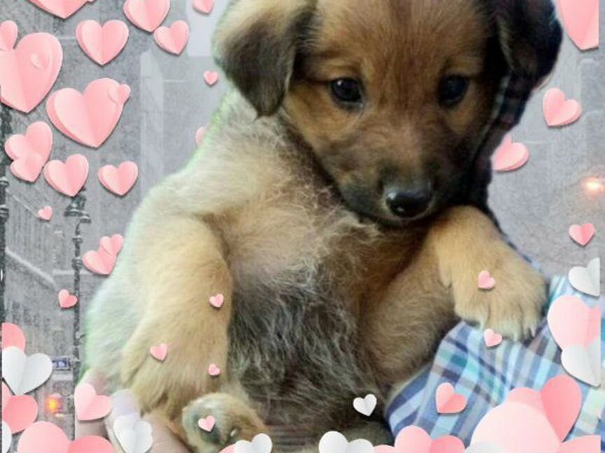 Щенок 1 месяц девочка