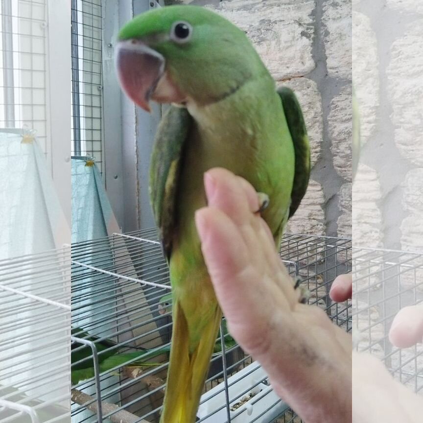 Попугай Александрийский ручной