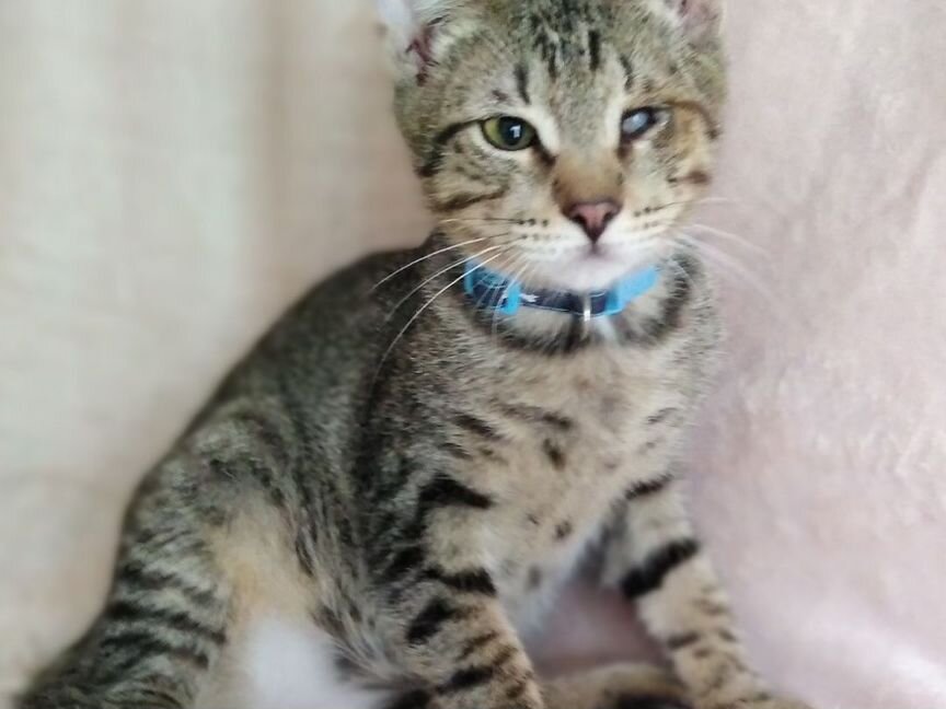 Котёнок Гризлик 4.5 мес в дар