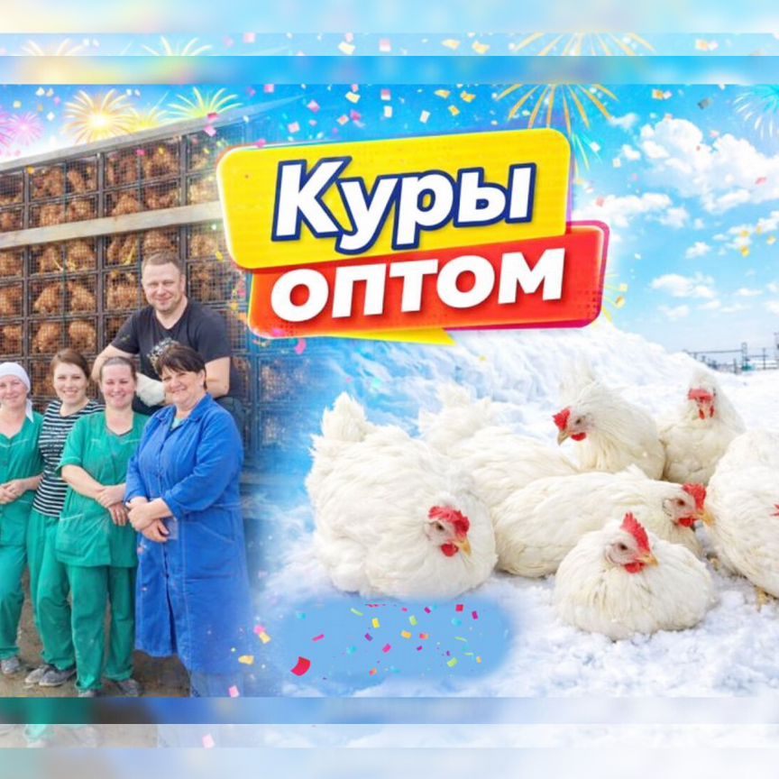 Рыжие Белые Доминант Молодка