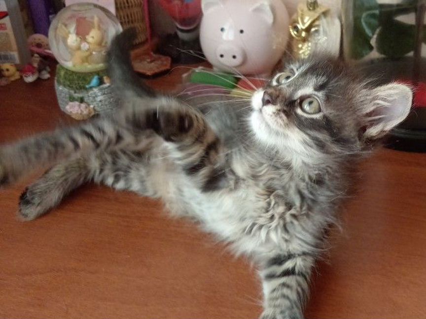 Котенок мальчик