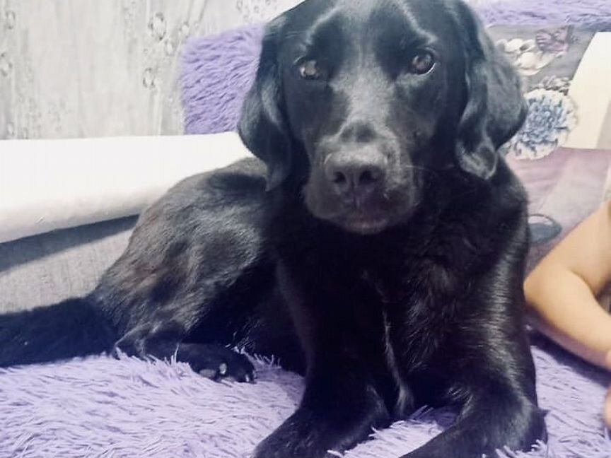 Шанель в добрые руки