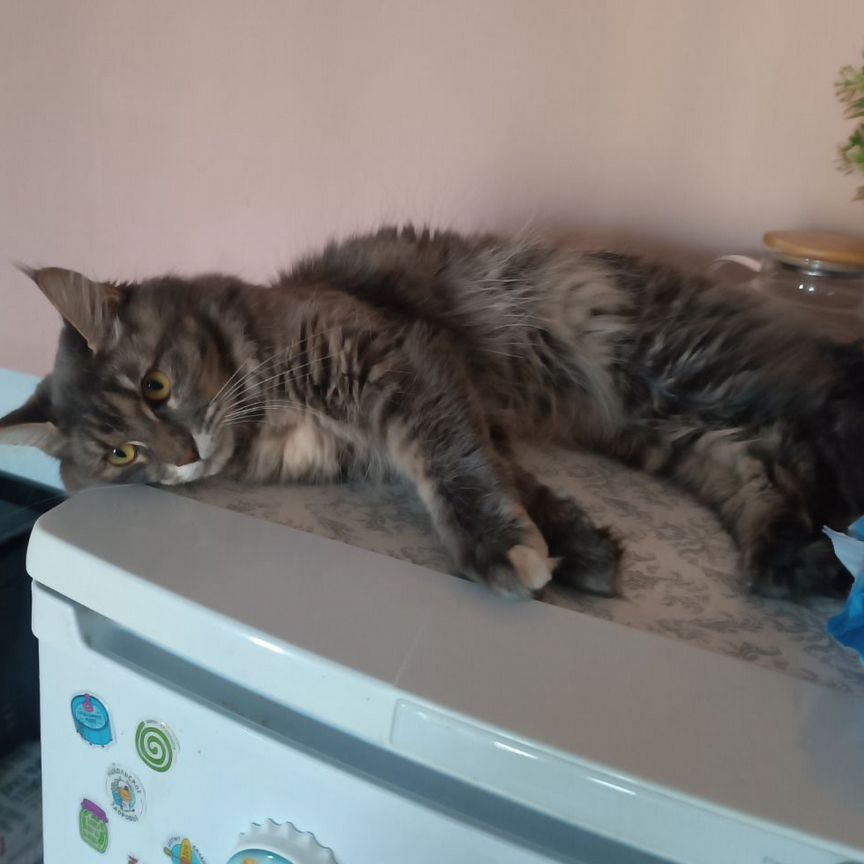 Кошечка хочет жениха