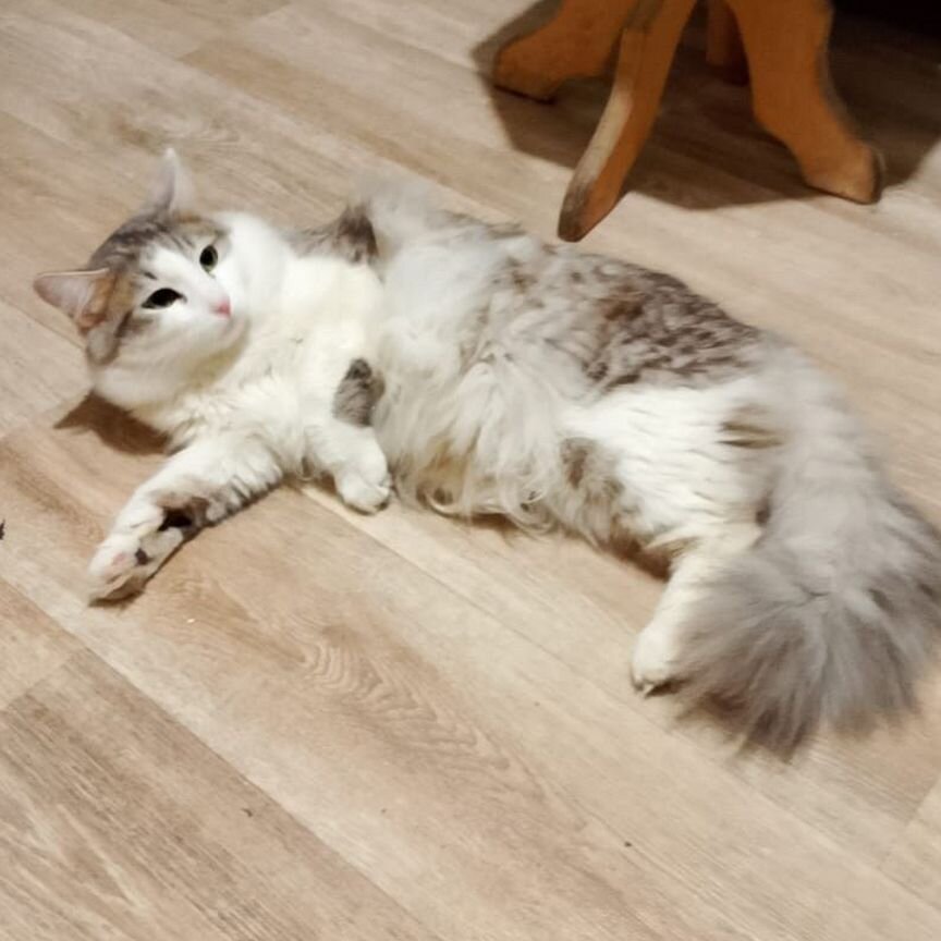 Взрослый кот в добрые руки